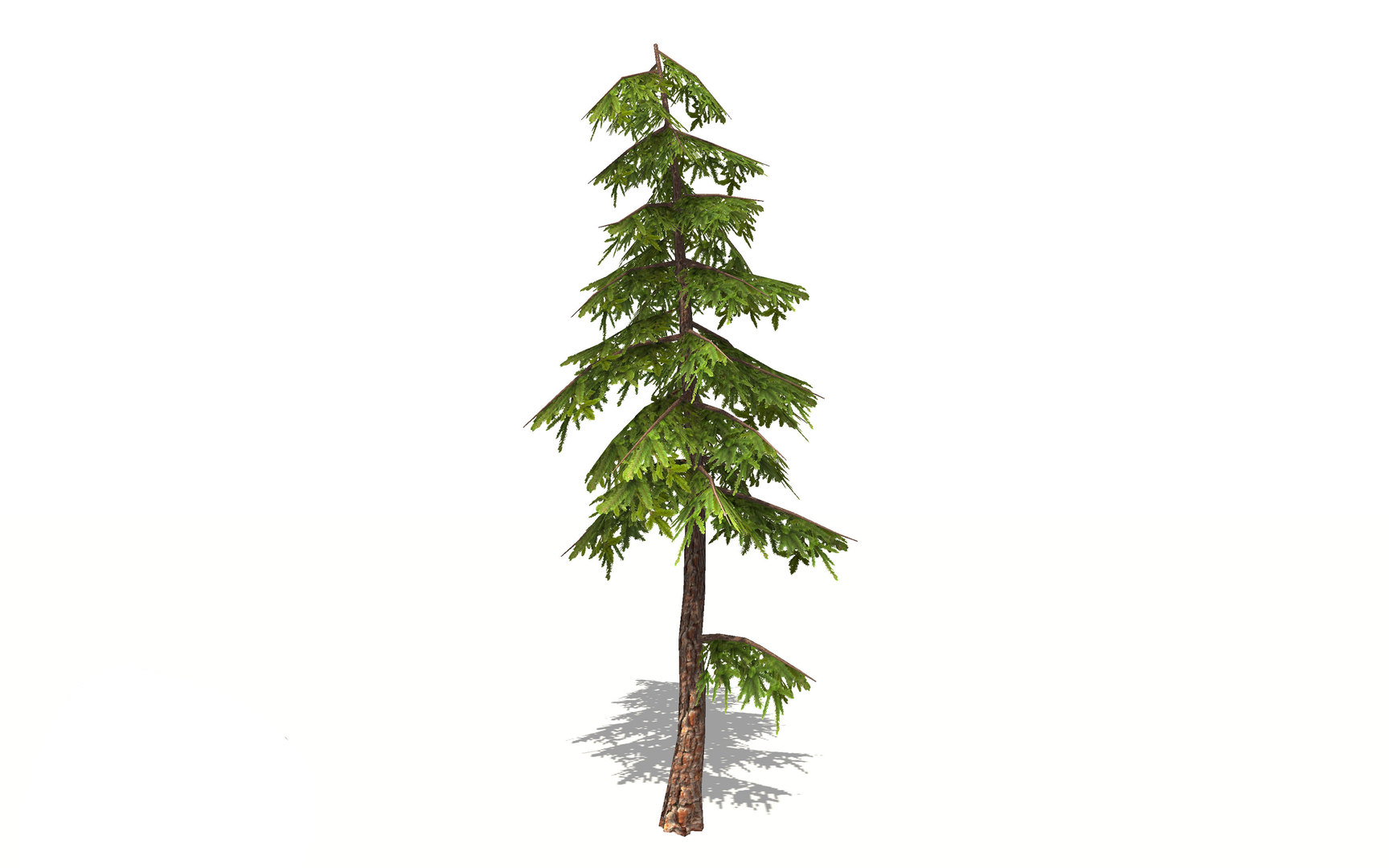 3D natural pine tree - TurboSquid 1517353