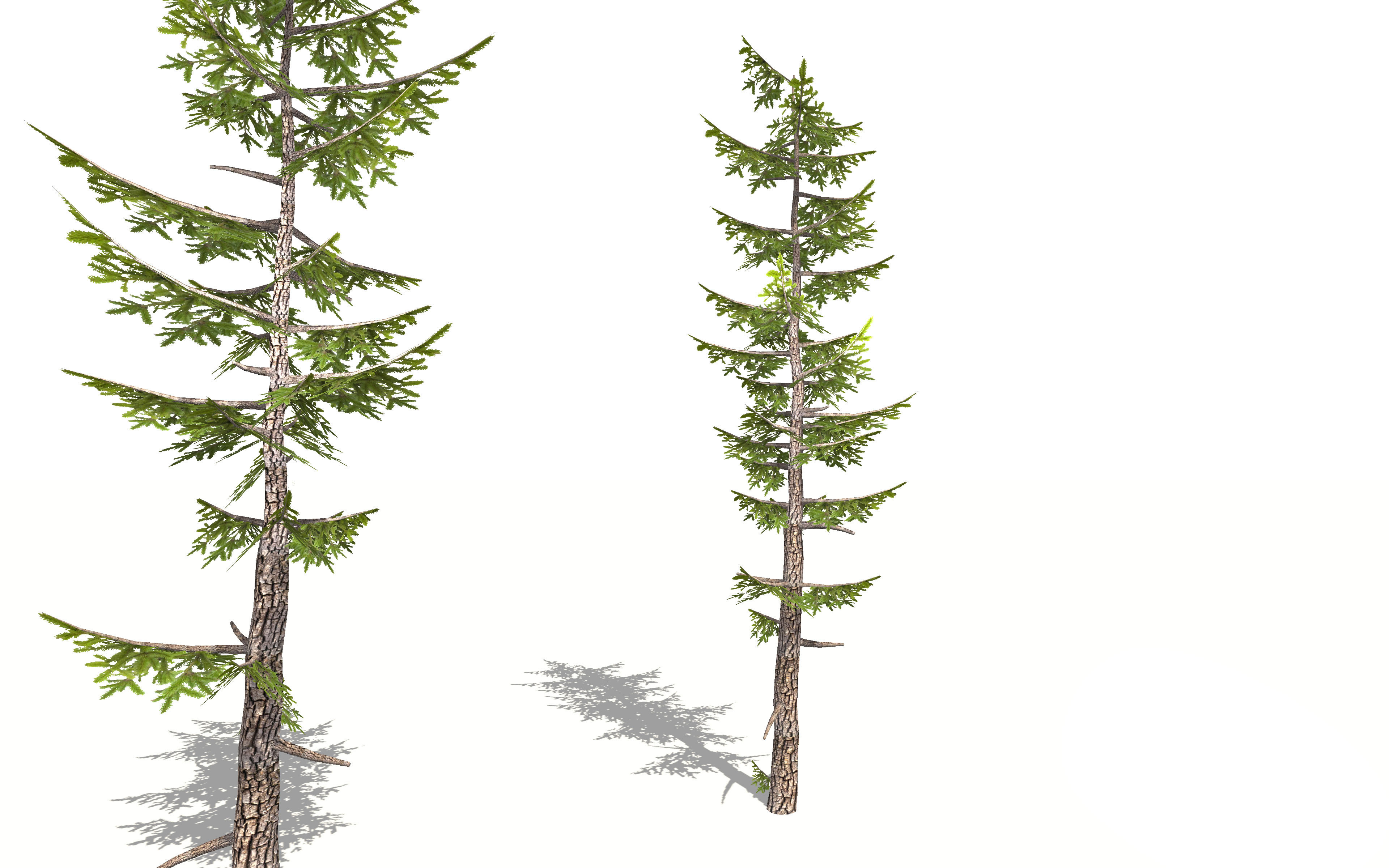 Realistic pine tree model - TurboSquid 1517329
