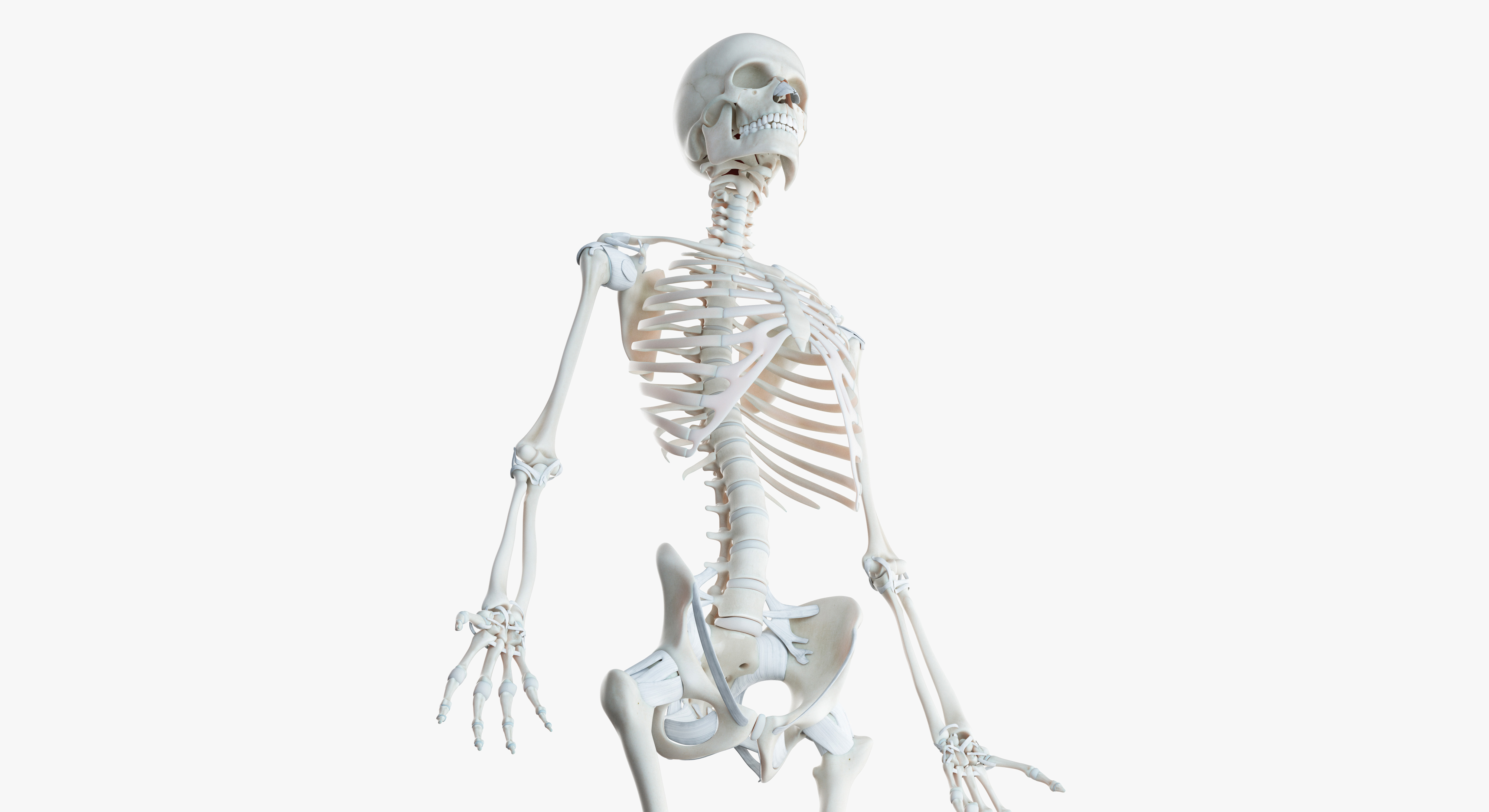 Skin obese female skeleton 3D model - TurboSquid 1517965