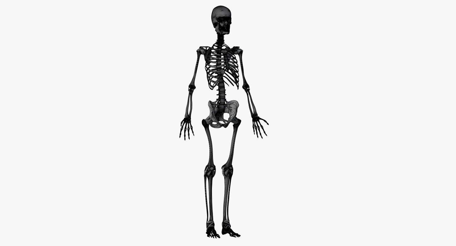 Skin obese female skeleton 3D model - TurboSquid 1517965