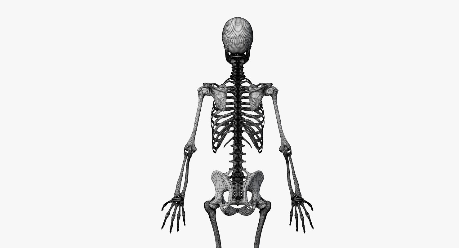 Skin obese female skeleton 3D model - TurboSquid 1517965