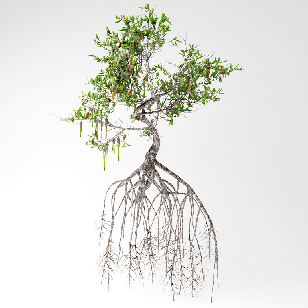 Mangrove tree 3D model - TurboSquid 1517858
