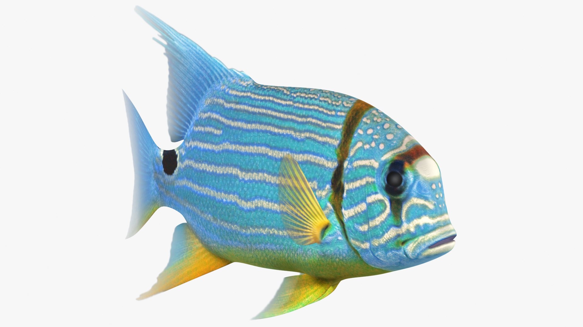Blue yellow striped fish 3D model - TurboSquid 1517904