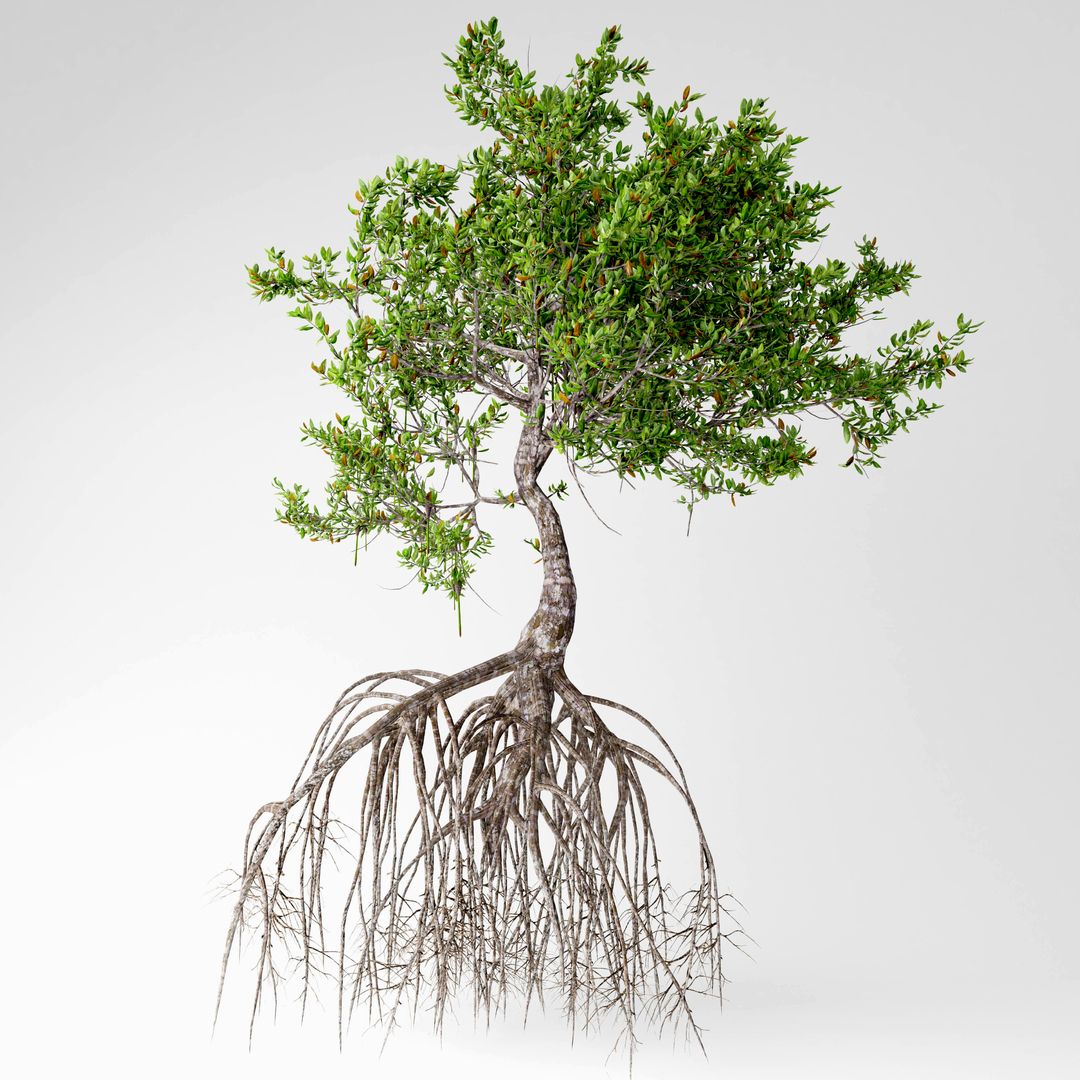 3D mangrove trees model - TurboSquid 1518040