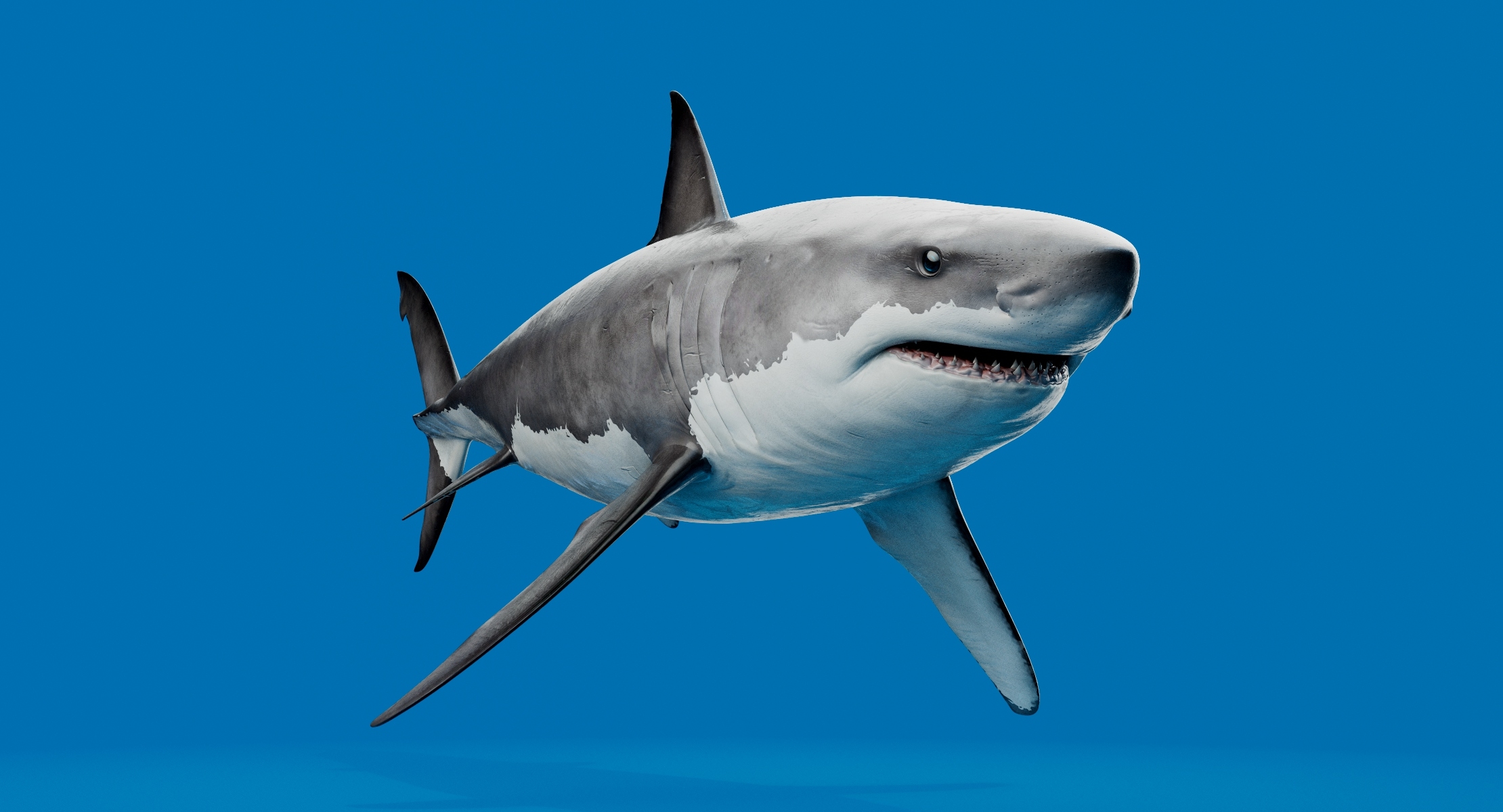 Weißer Hai 3D-Modell - TurboSquid 1518434