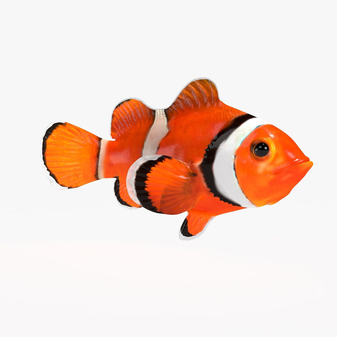 3D clownfish animations - TurboSquid 1518681