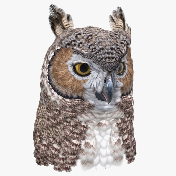Owl 3D Models for Download | TurboSquid