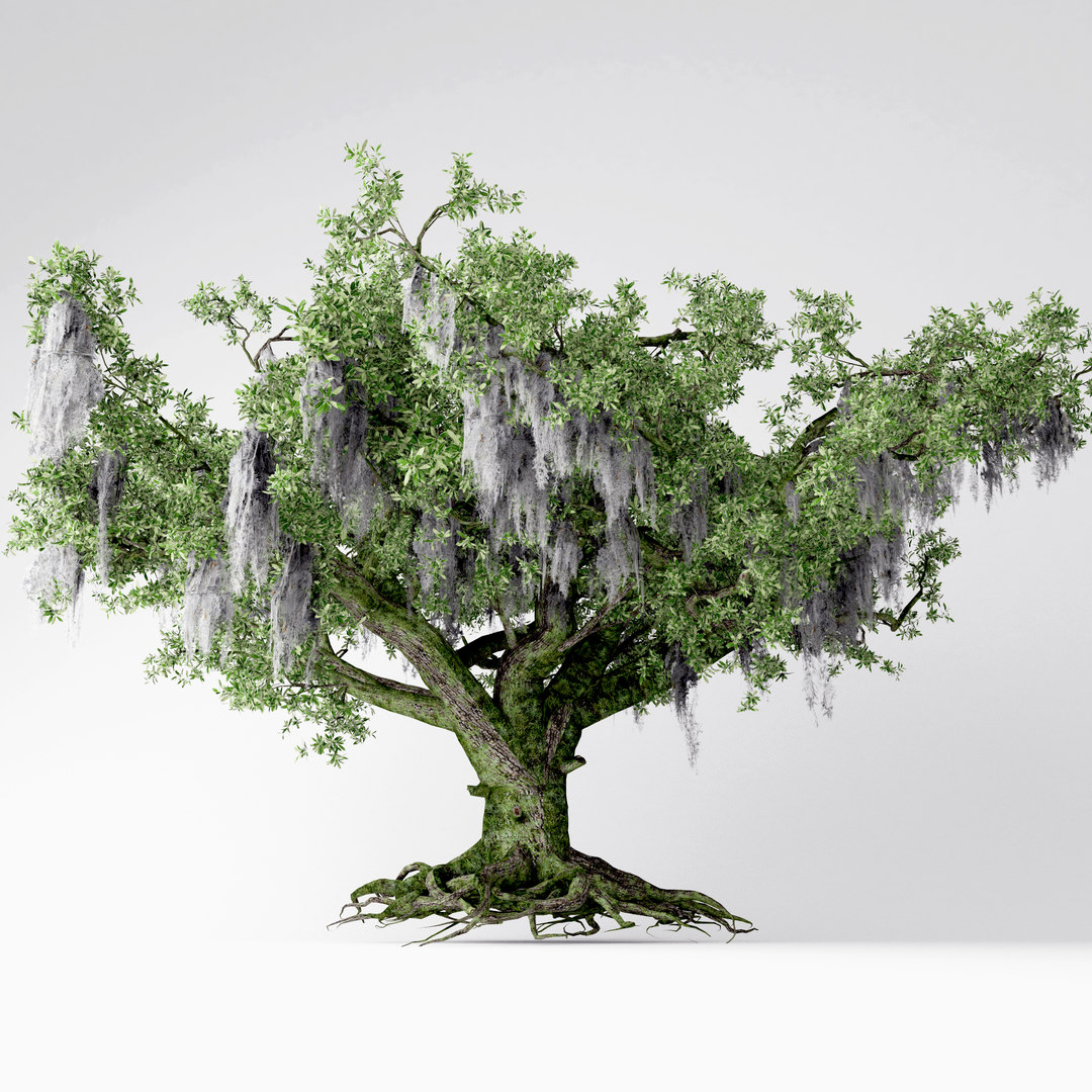 3D live oak tree model - TurboSquid 1518924