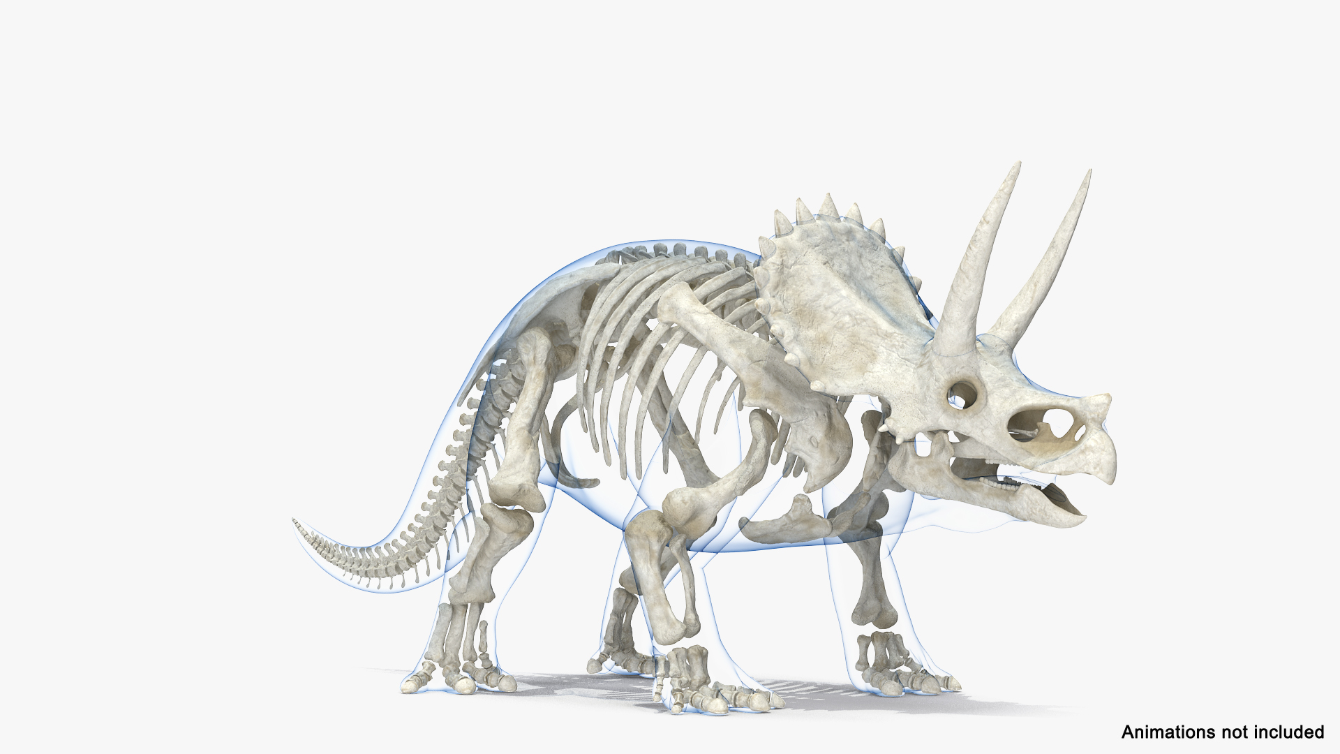 Triceratops skeleton transparent skin 3D model - TurboSquid 1518942