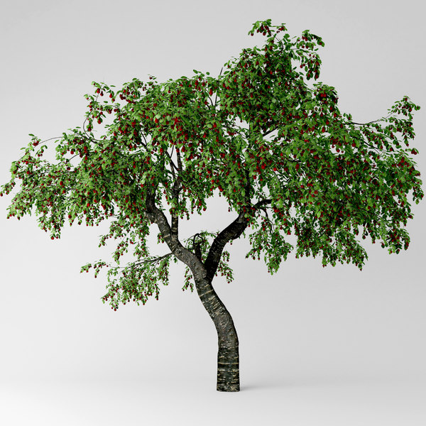 Cherry Tree 3D Models for Download | TurboSquid