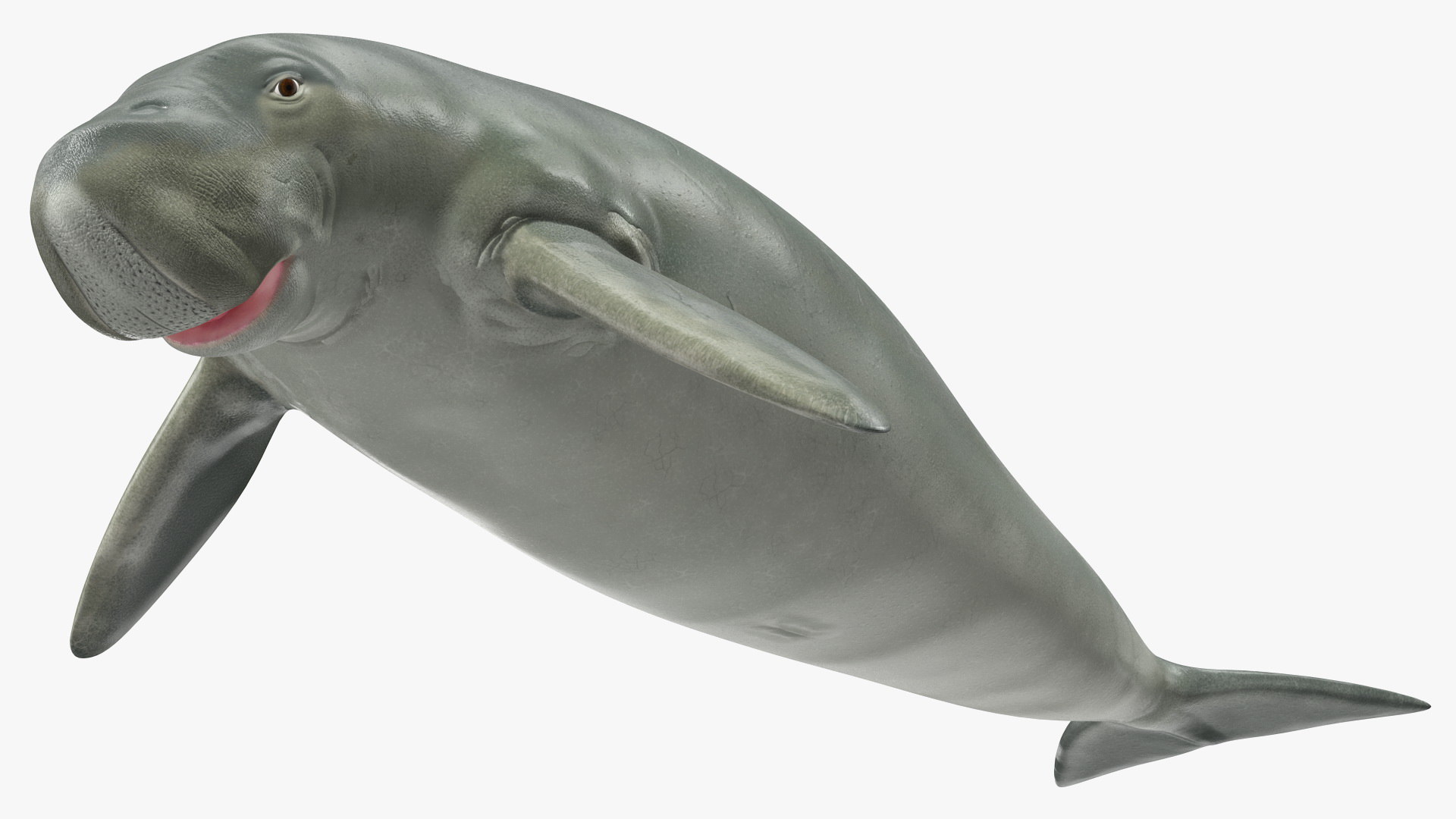 Dugong dugon 3D model - TurboSquid 1518988