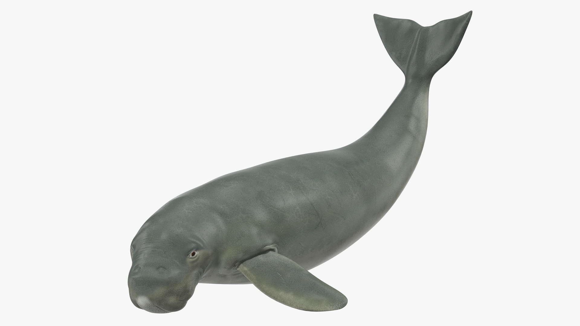3D dugong playful pose - TurboSquid 1518990