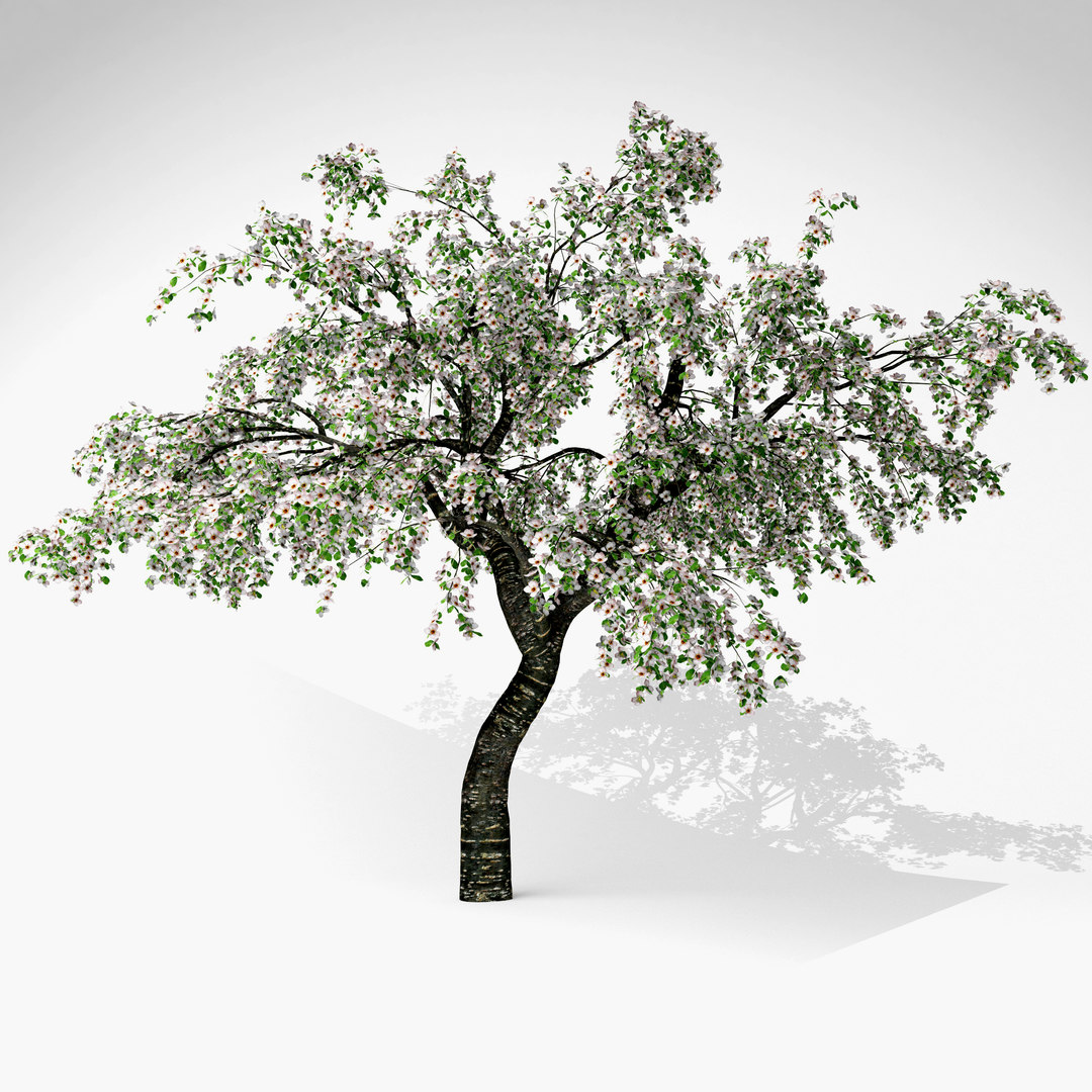 Cherry blossom tree 3D model - TurboSquid 1519028
