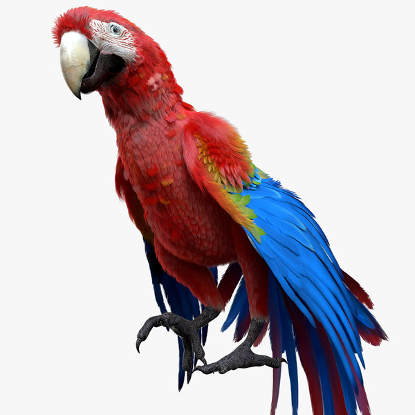 Free Bird 3D Models for Download | TurboSquid