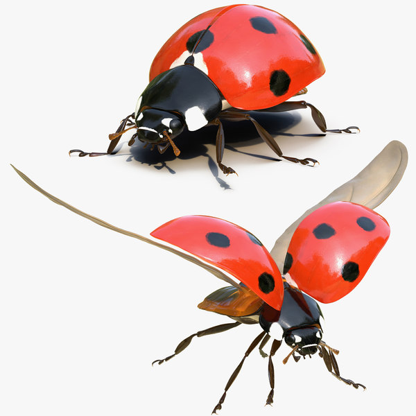 3d ladybug pose2 model