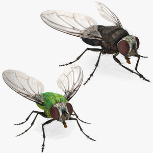 3d photorealistic housefly model