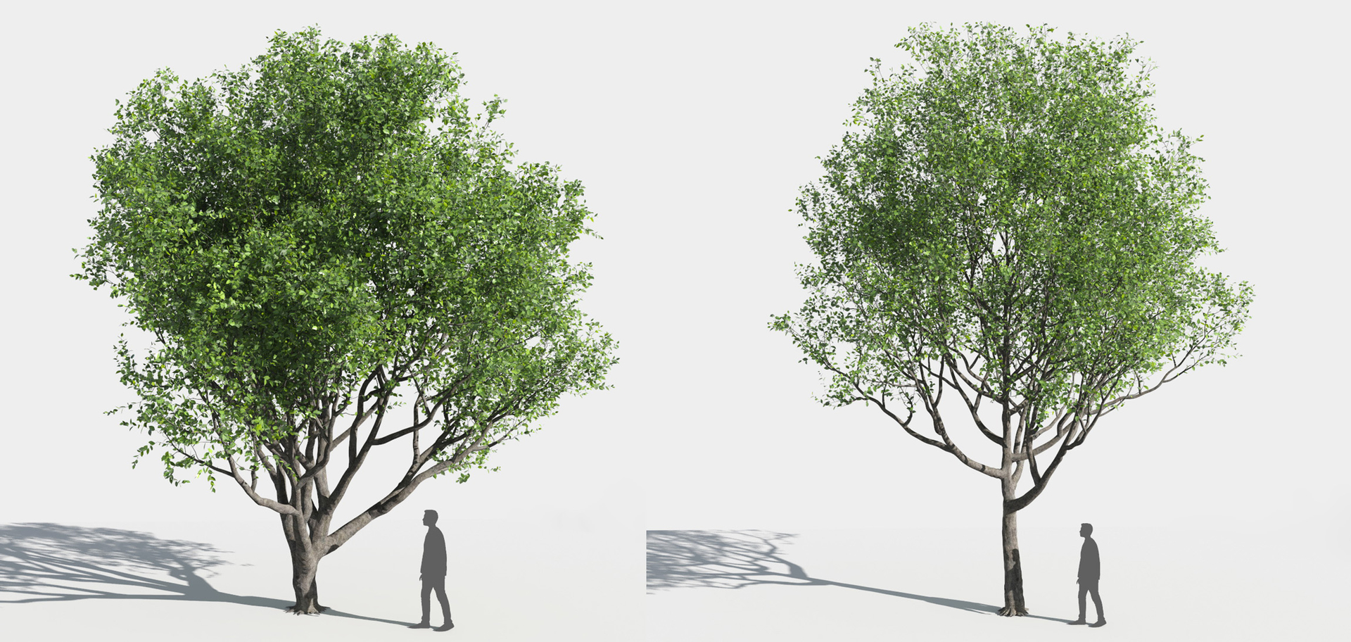 Tree 3D - TurboSquid 1174314