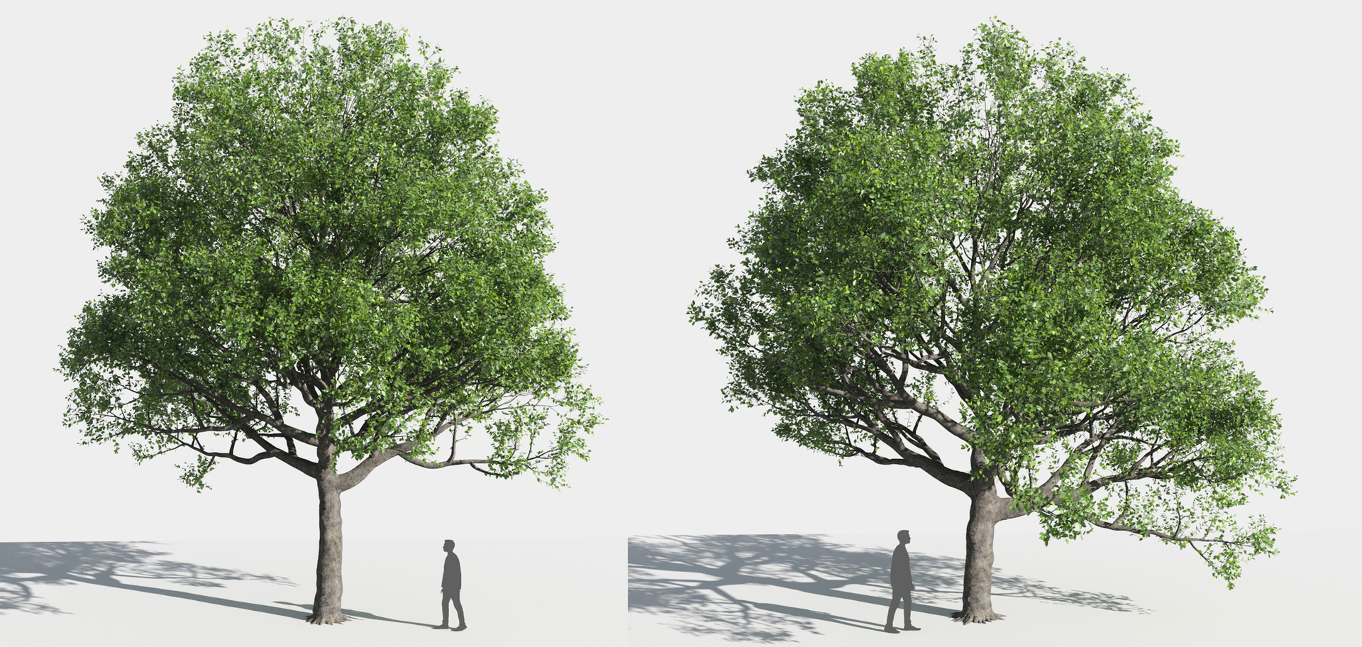 Tree 3D - TurboSquid 1174314