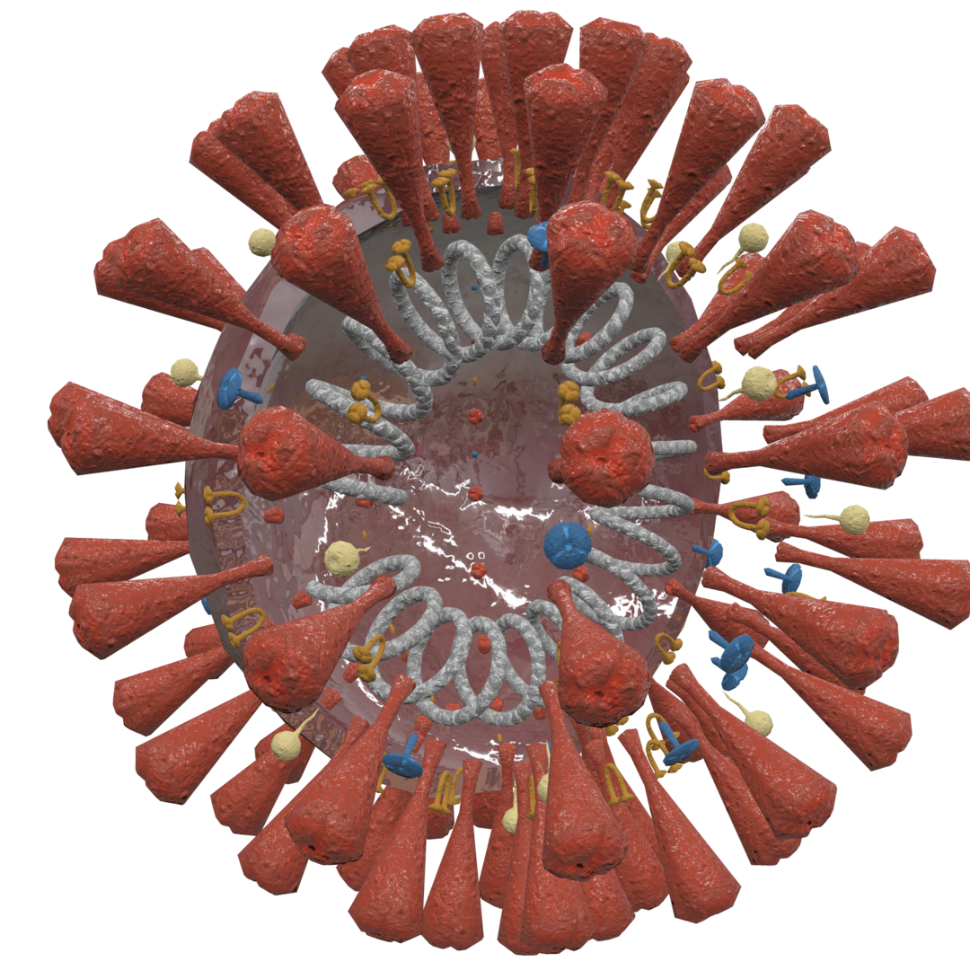 Coronavirus virus cell model - TurboSquid 1519563