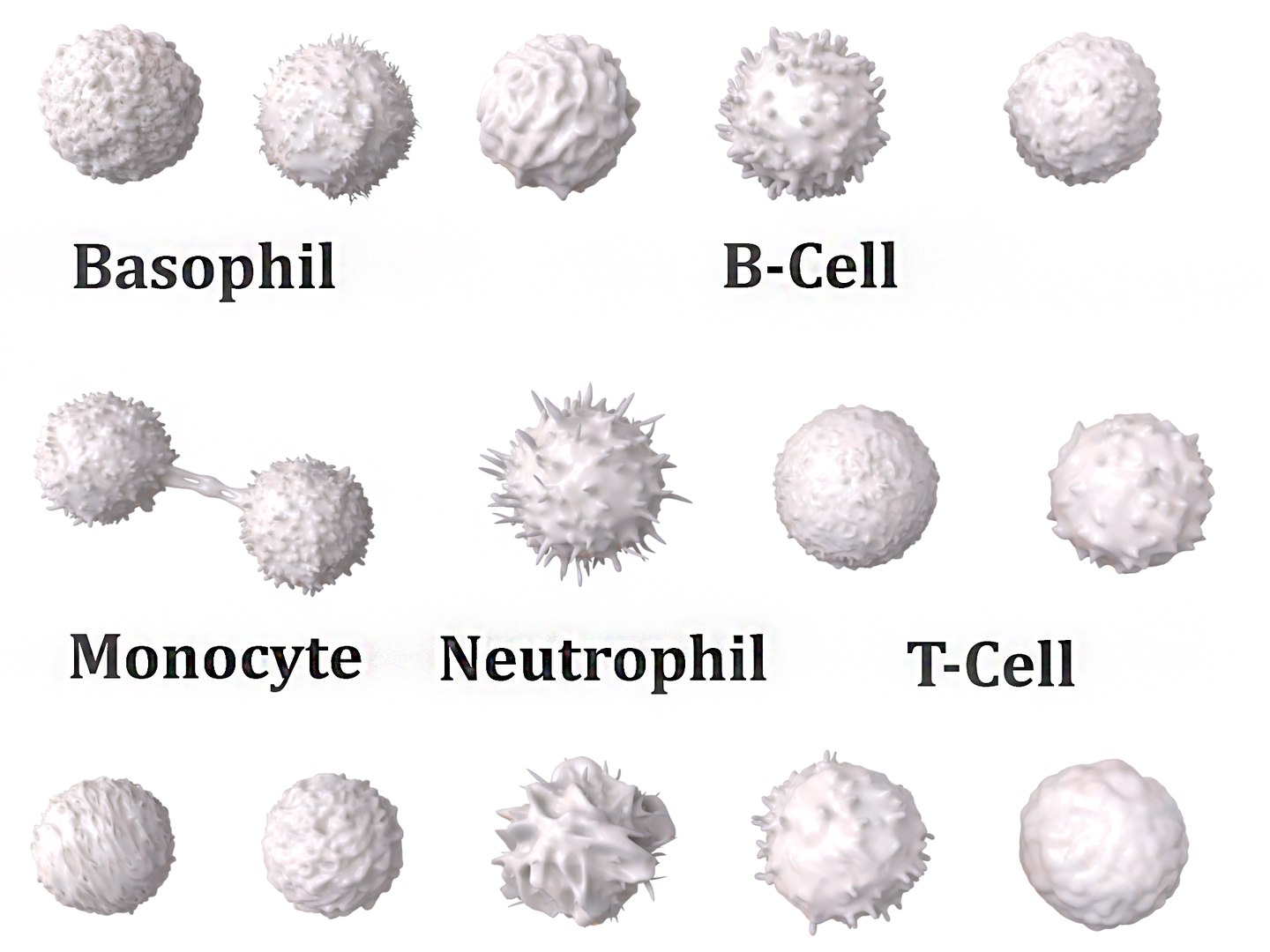 3D model lymphocytes pack - TurboSquid 1519768
