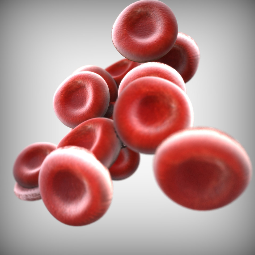 Human blood cells model - TurboSquid 1519895