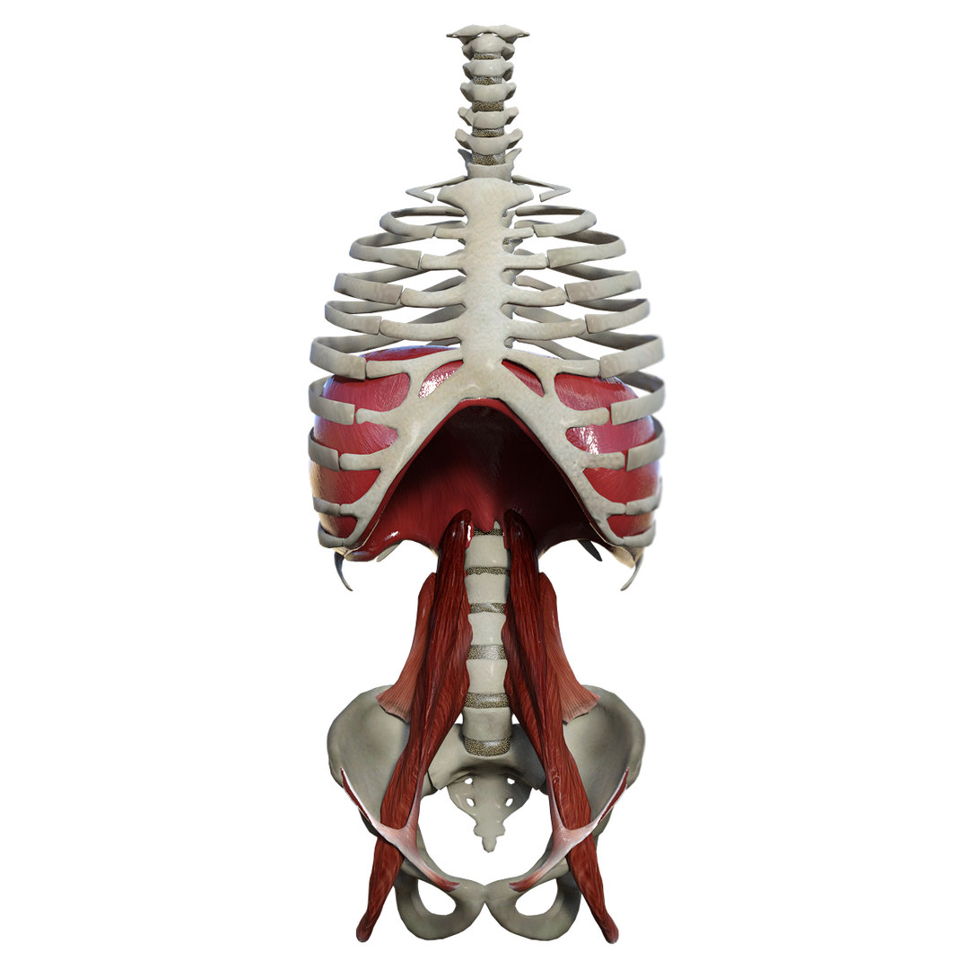 Human diaphragm muscle group 3D model - TurboSquid 1519897