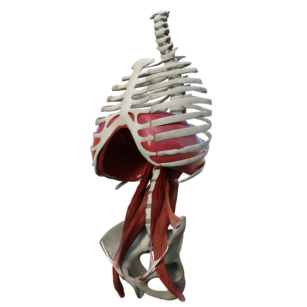 Human diaphragm muscle group 3D model - TurboSquid 1519897