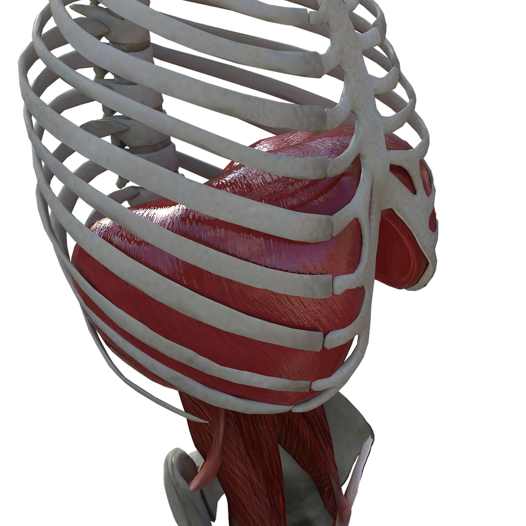 Human diaphragm muscle group 3D model - TurboSquid 1519897