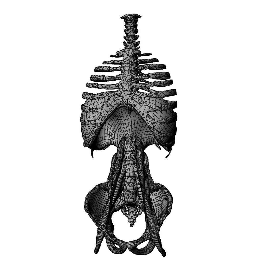 Human diaphragm muscle group 3D model - TurboSquid 1519897