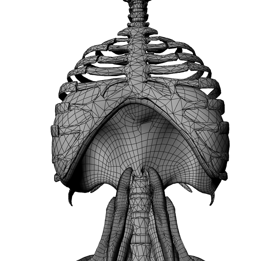 Human diaphragm muscle group 3D model - TurboSquid 1519897