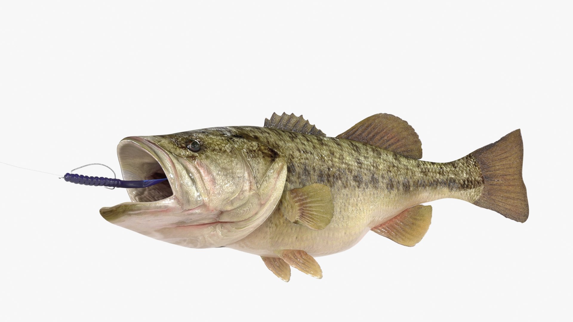 Spotted bass 3D model - TurboSquid 1519978