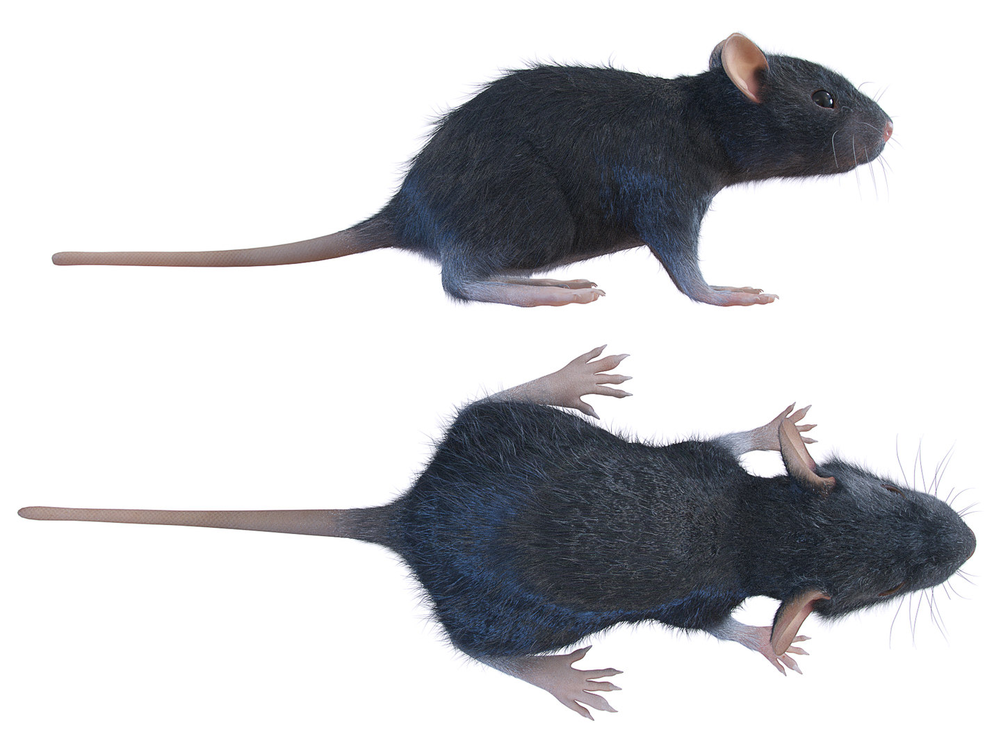 Free animal rat mouse model - TurboSquid 1520064