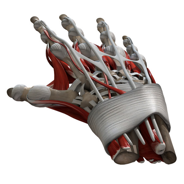 Human hand anatomy bones 3D model - TurboSquid 1520188
