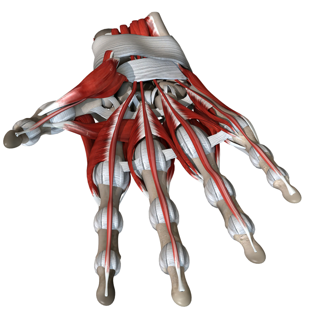 Human hand anatomy bones 3D model - TurboSquid 1520188