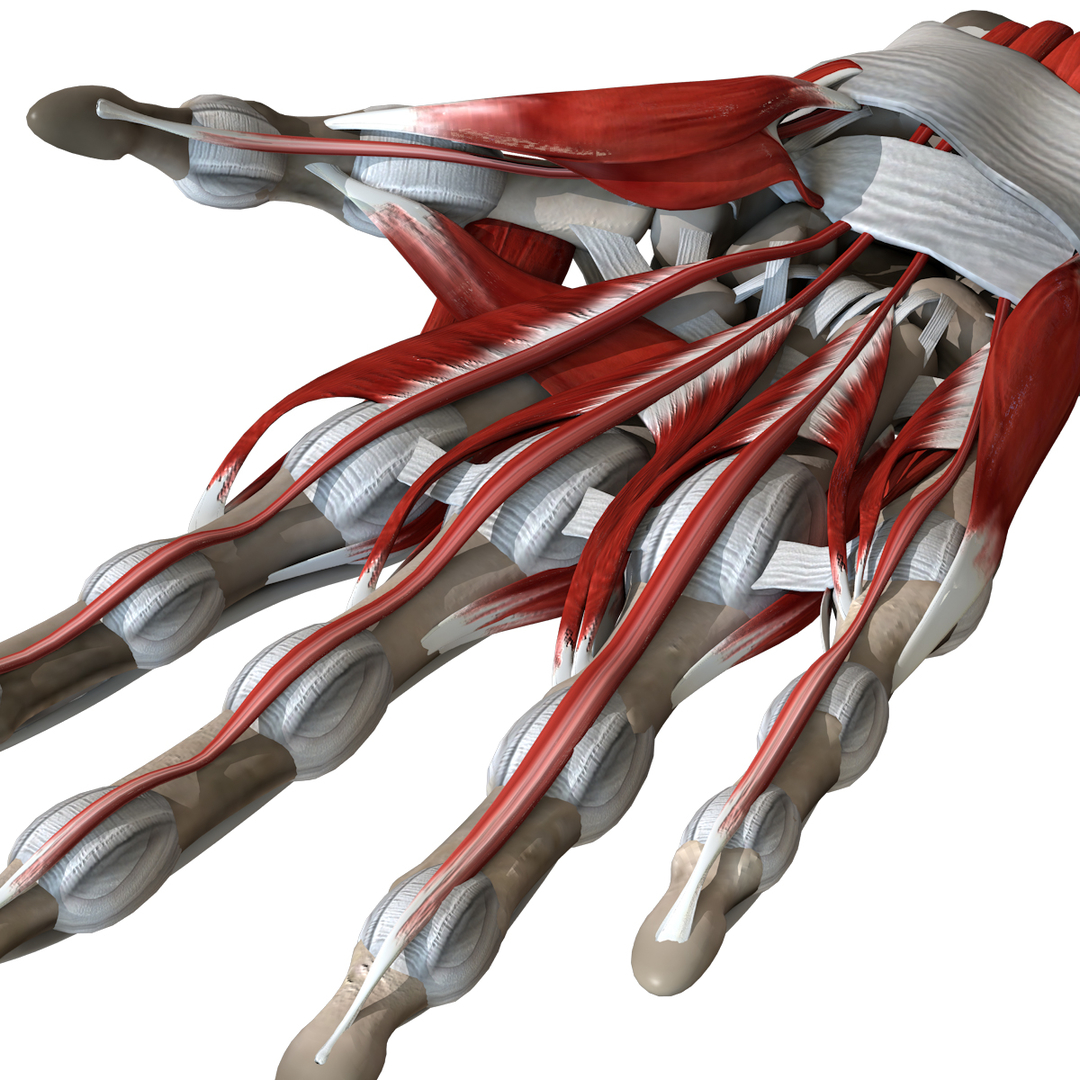 Human hand anatomy bones 3D model - TurboSquid 1520188