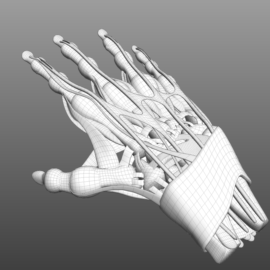 Human hand anatomy bones 3D model - TurboSquid 1520188