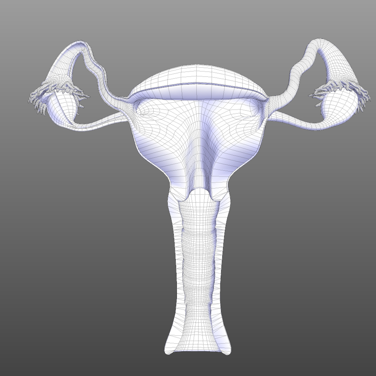 3D reproductive female vagina model - TurboSquid 1520165