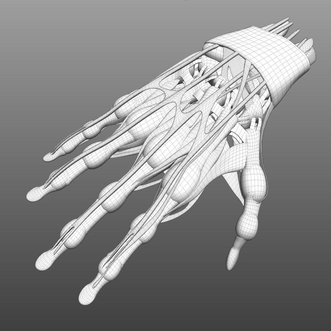 Human hand anatomy bones 3D model - TurboSquid 1520188