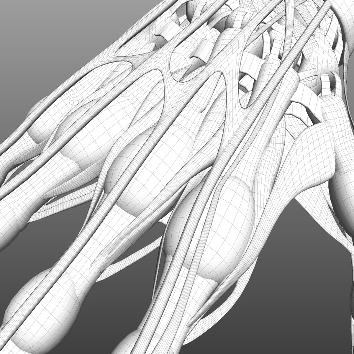 Human hand anatomy bones 3D model - TurboSquid 1520188
