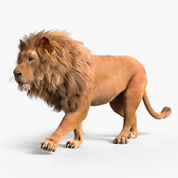 modelo 3d León con Fur Rig Animado - TurboSquid 1519933