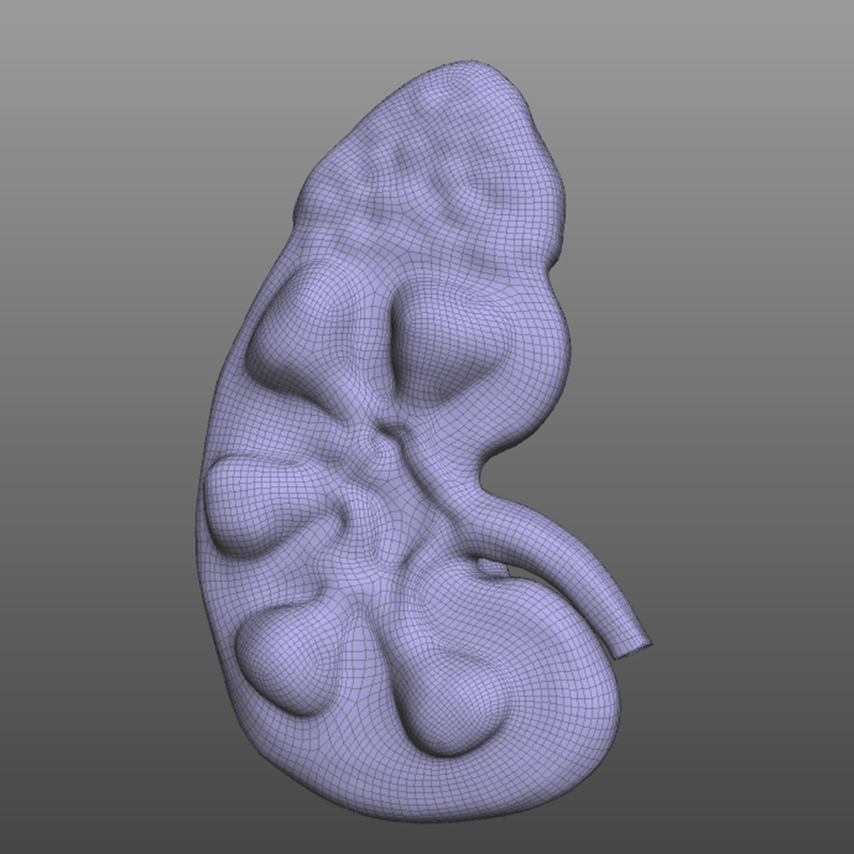 Kidney human anatomy 3D model - TurboSquid 1520221