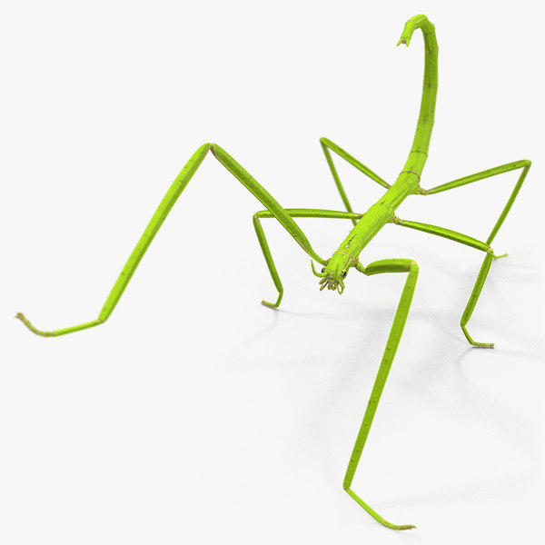 Stick insect green rigged 3D model - TurboSquid 1520304