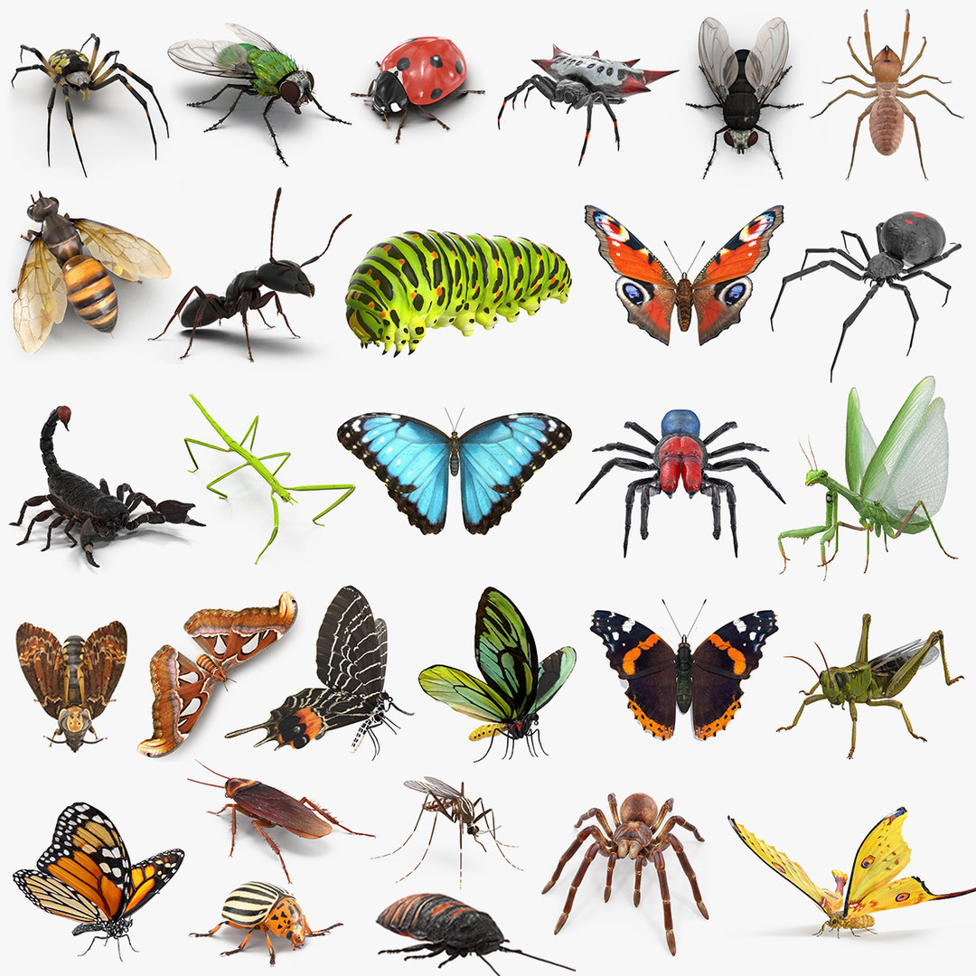 3D insects big 3 rigged - TurboSquid 1520368