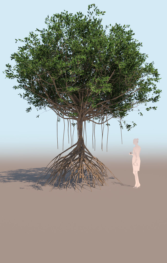 Mangrove tree b rhizophora 3D - TurboSquid 1520434