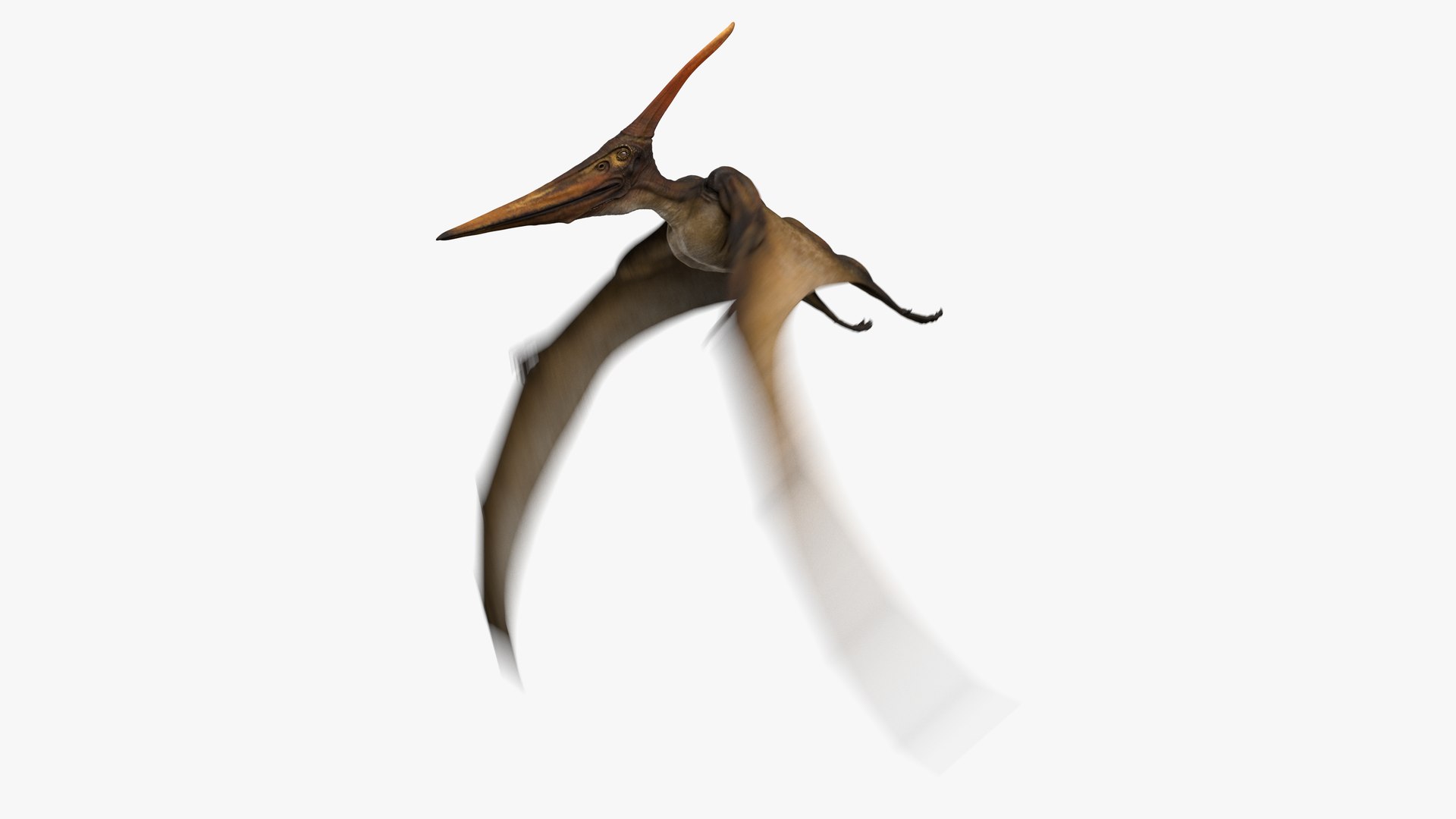 3D model pteranodon longiceps animation flying - TurboSquid 1521767