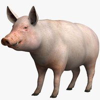 obj pig