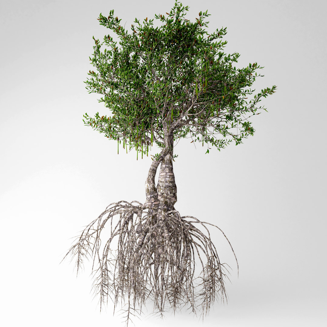 3D mangrove tree - TurboSquid 1517602