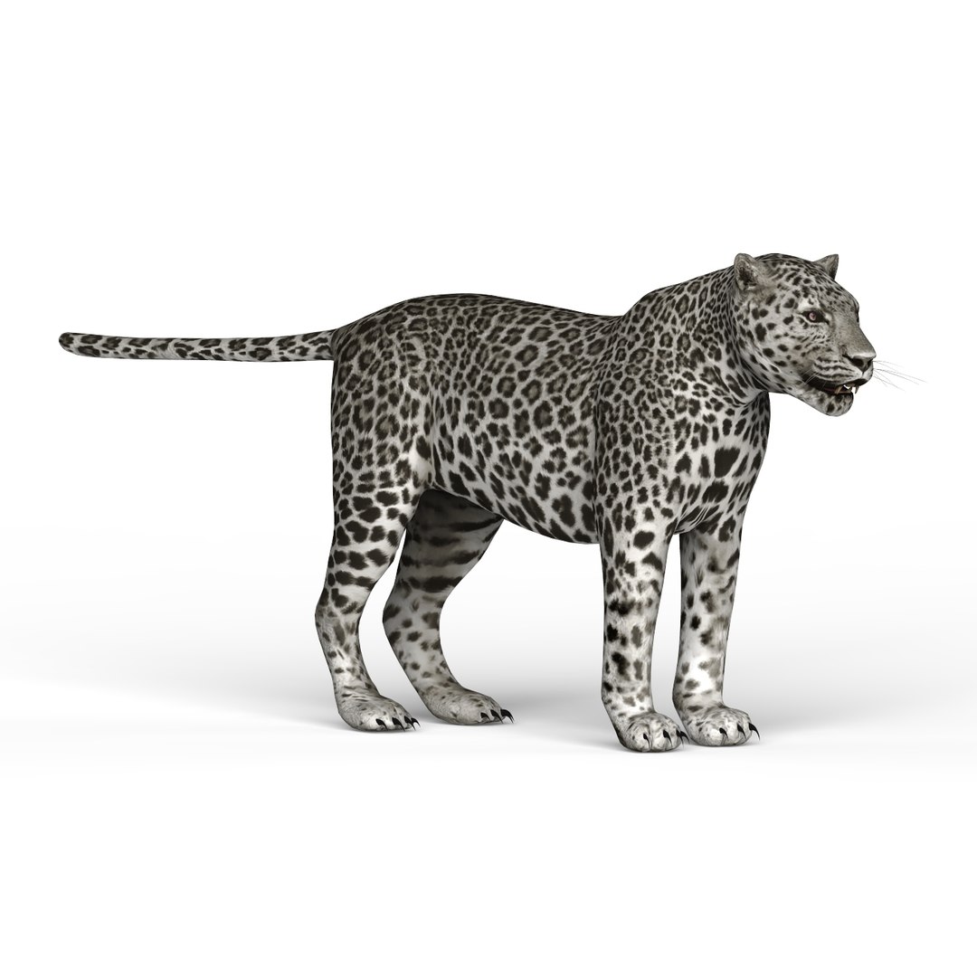 3D snow leopard model - TurboSquid 1520635
