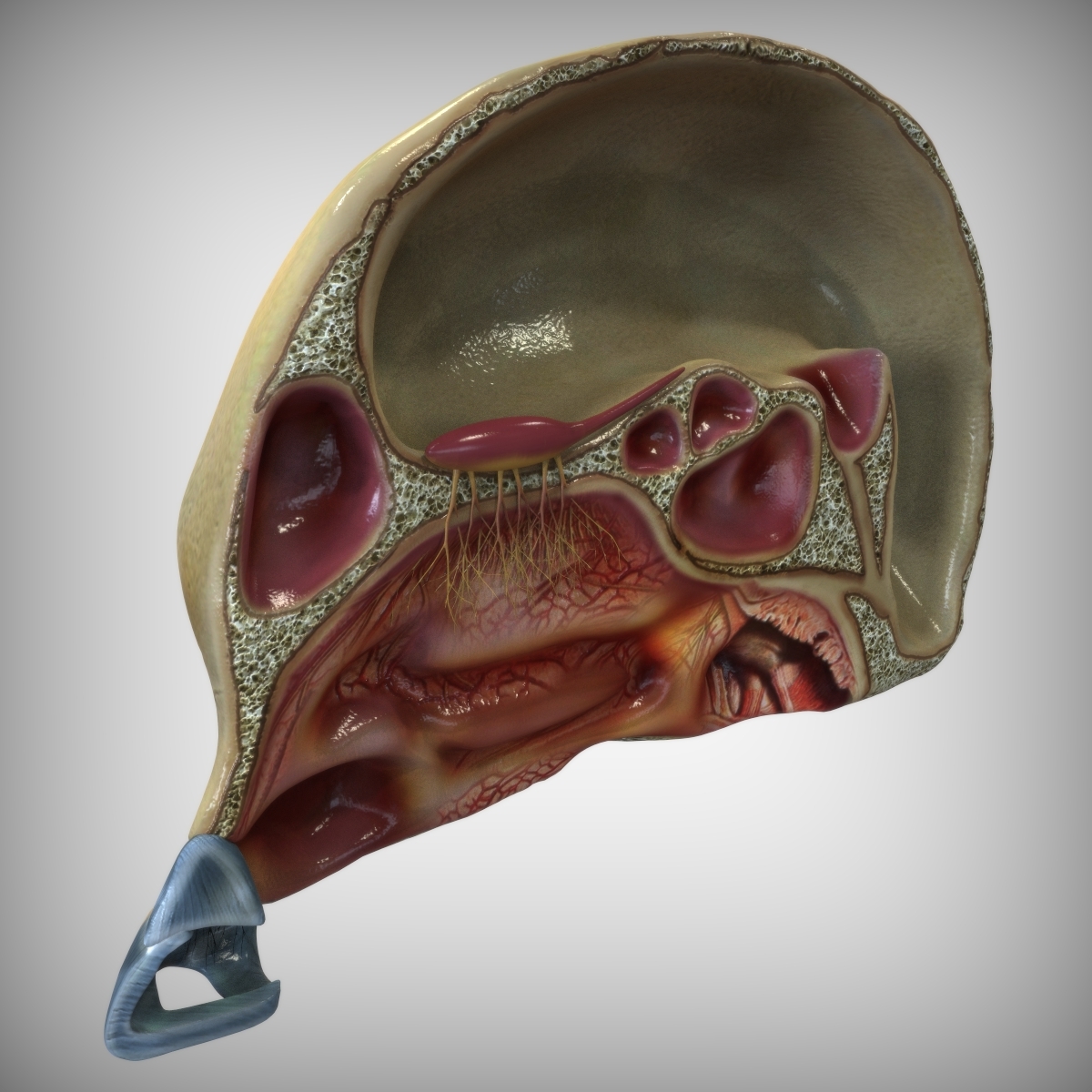 Anatomie der Nase 3D-Modell - TurboSquid 1520708