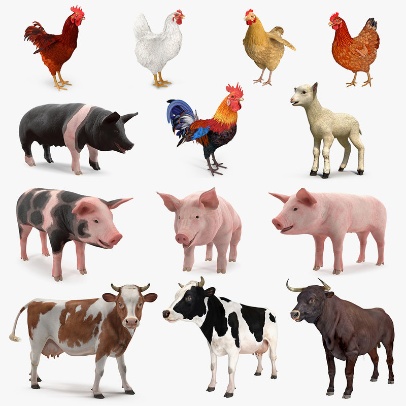 Farm animals big rigged 3D - TurboSquid 1520771